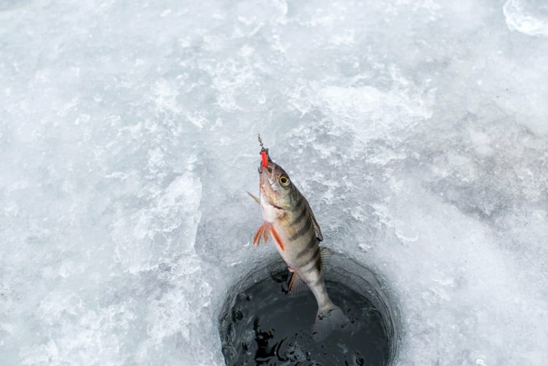Winter ice fishing: tips and techniques for cold-weather success ...