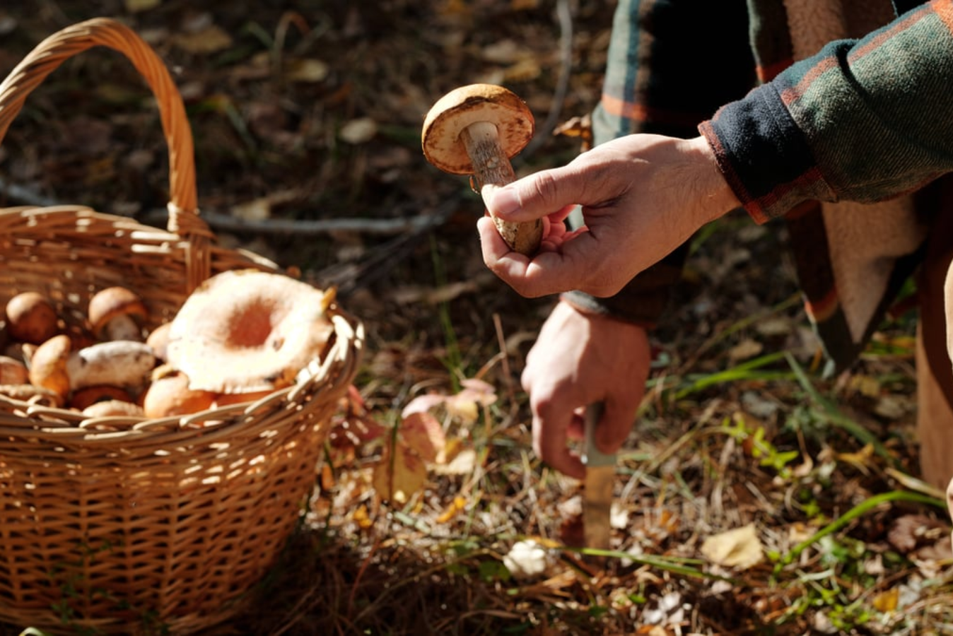 Beginner’s guide to mushroom hunting: how to safely forage edible ...
