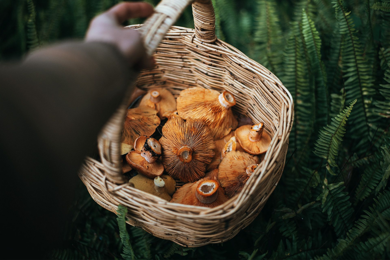 The essential guide to choosing the right mushroom hunting basket ...