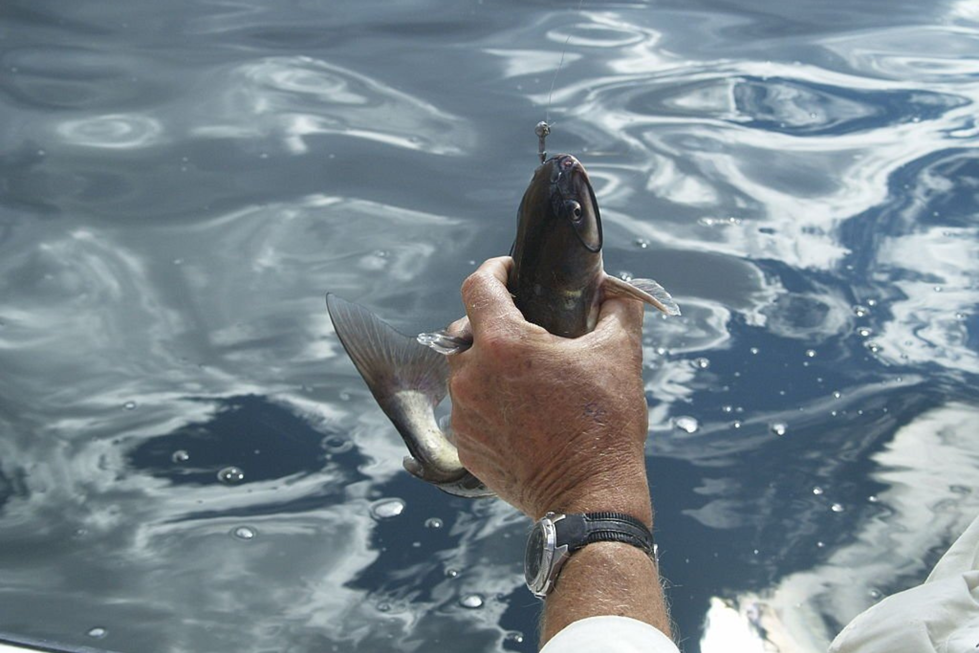 Catfishing | HUNTING CASE
